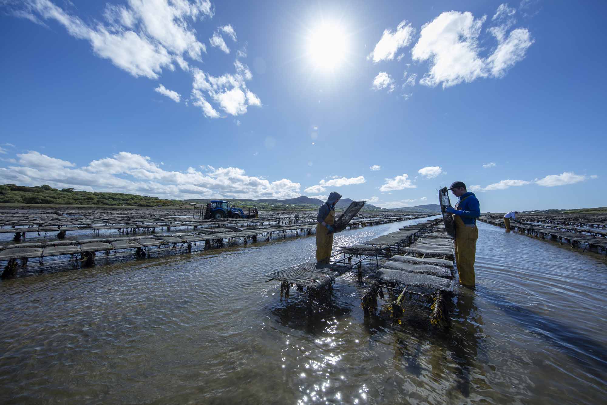 About Us | Crocknagee Oysters